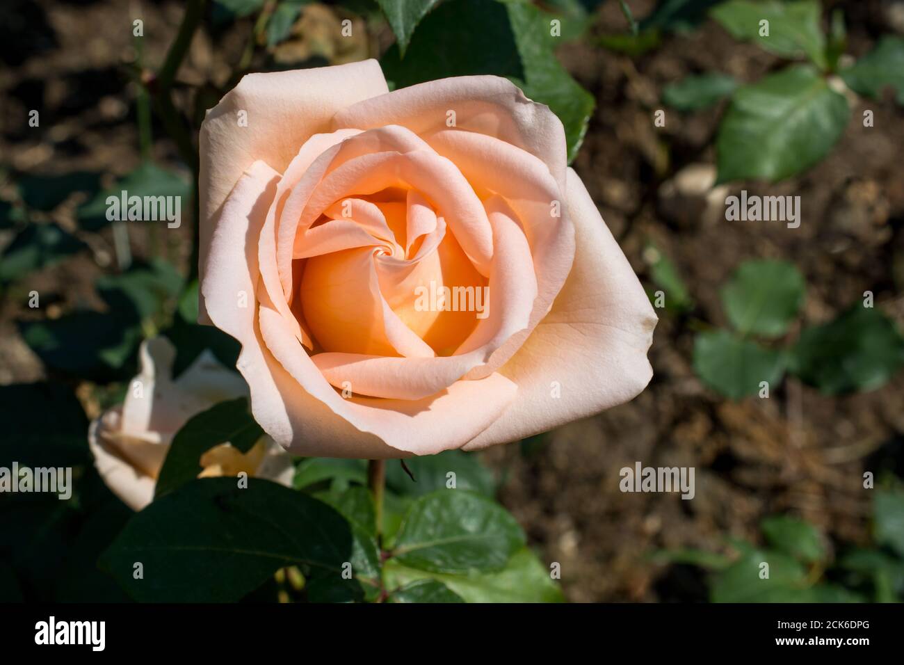 Beautiful rose in nature background Stock Photo - Alamy