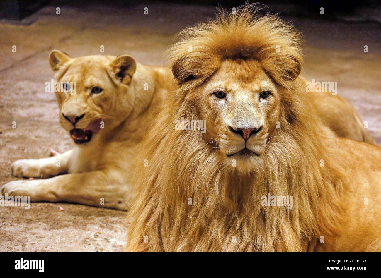 Agata russia hi-res stock photography and images - Alamy