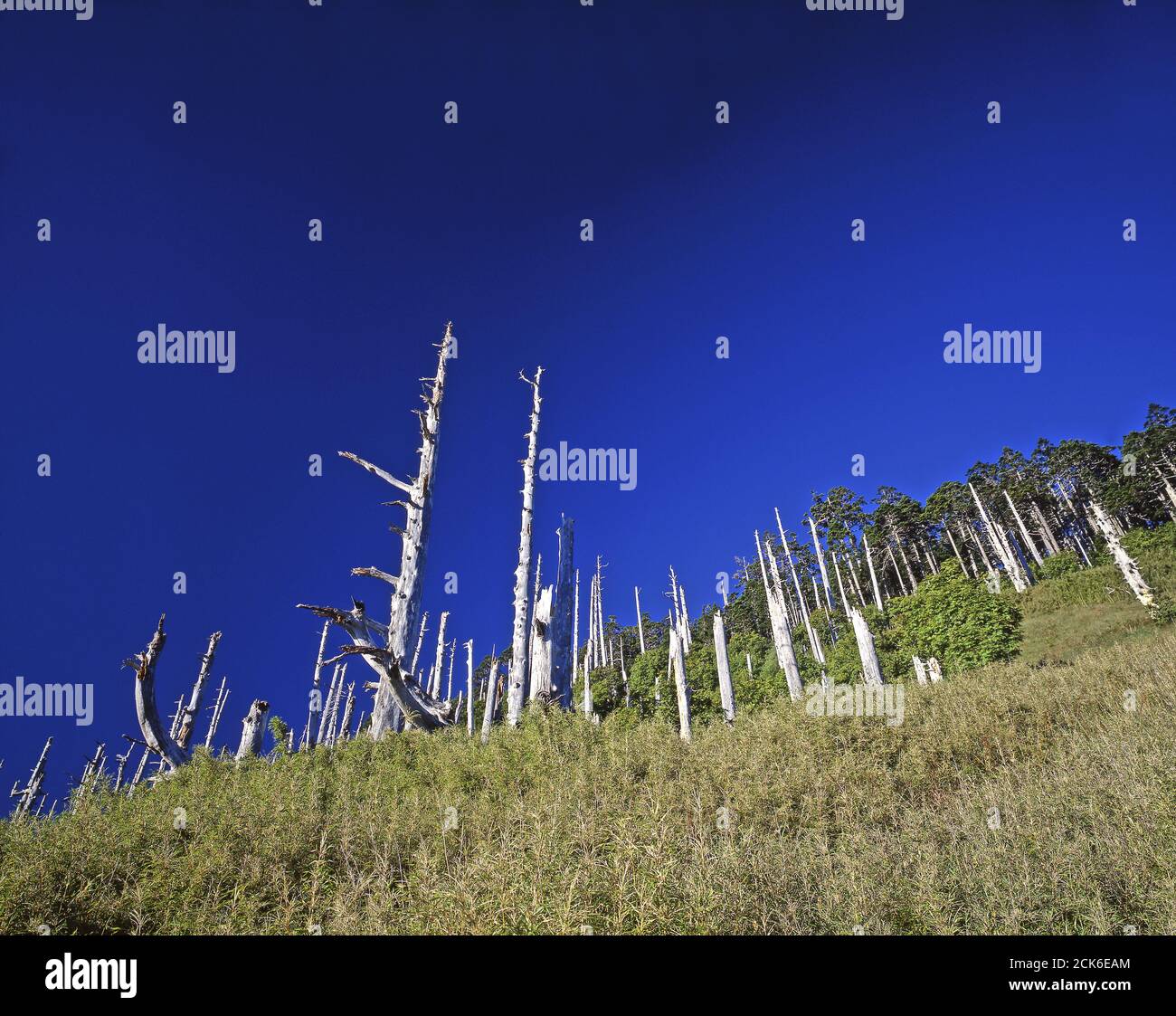 Taiwan fir deadwood forest hi-res stock photography and images - Alamy