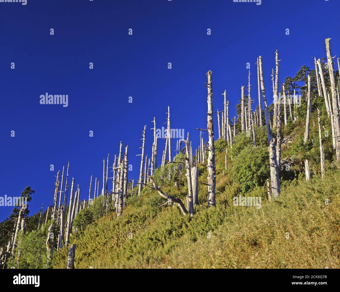Taiwan fir deadwood forest Taiwan Stock Photo - Alamy