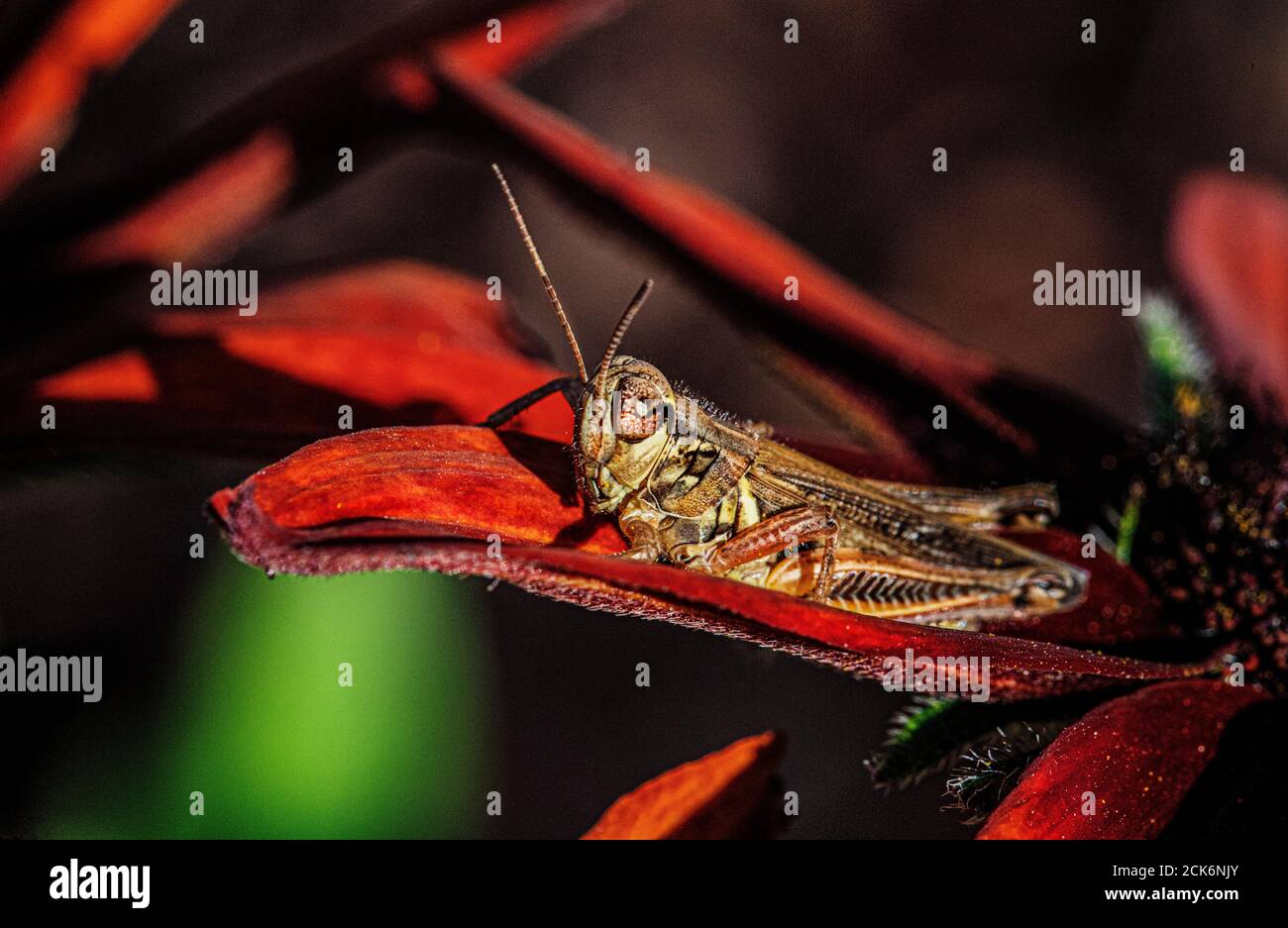 frog and grasshopper in garden Stock Photo - Alamy