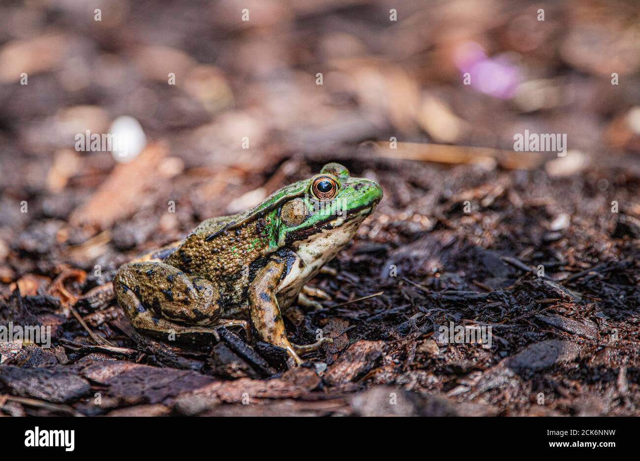 frog and grasshopper in garden Stock Photo - Alamy