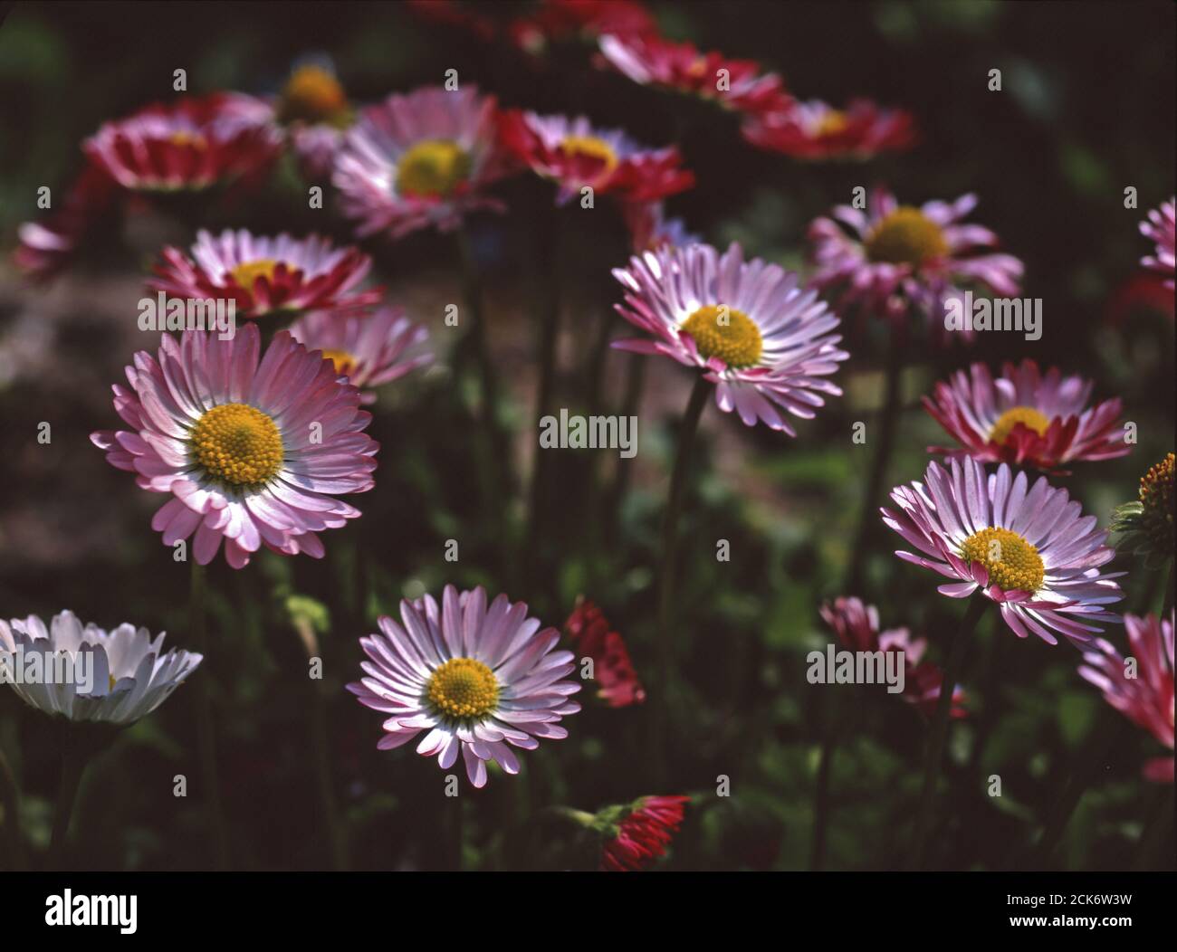 Yushan Fei Peng Taiwan Stock Photo - Alamy