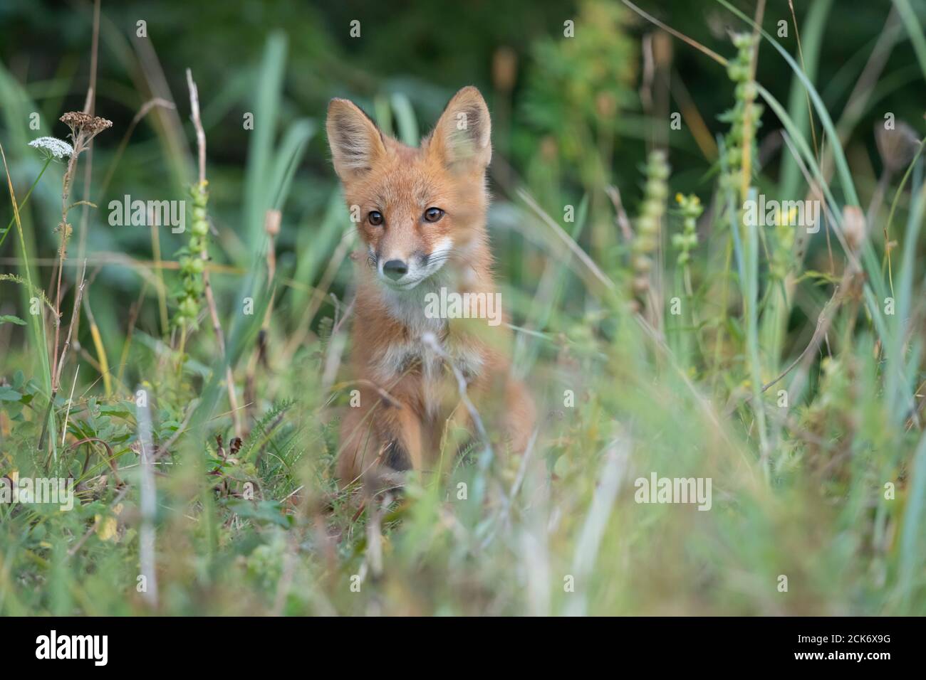 Red Fox in Alaska Stock Photo - Alamy