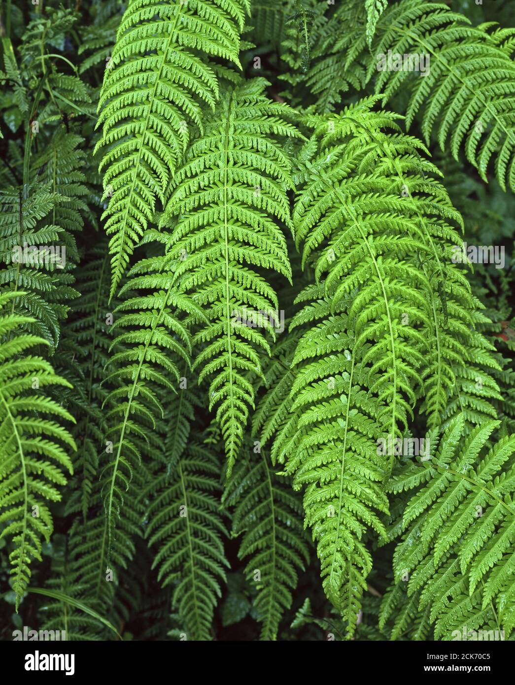 Alpine ferns hi-res stock photography and images - Alamy