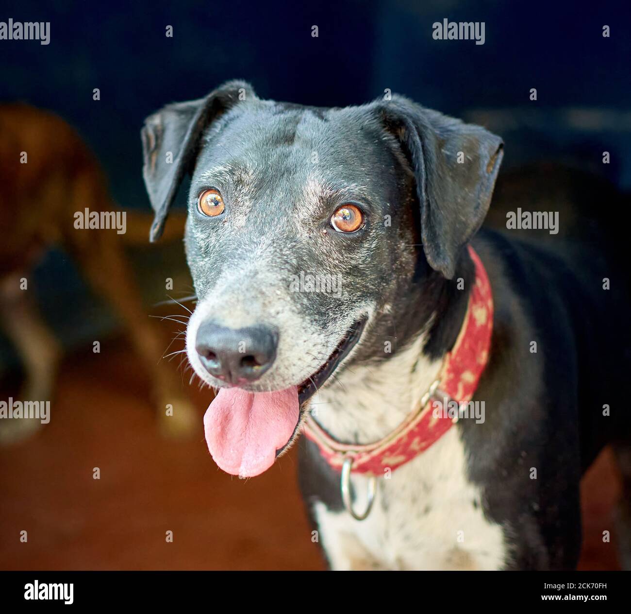 Closeup of a Catahoula dog Stock Photo - Alamy