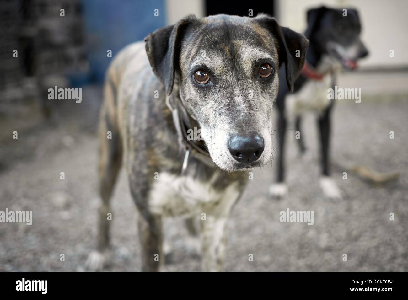 Closeup of a Catahoula dog Stock Photo - Alamy