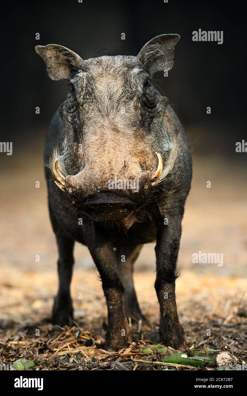 Warthog portrait facing the camera at a low level with a clean dark ...