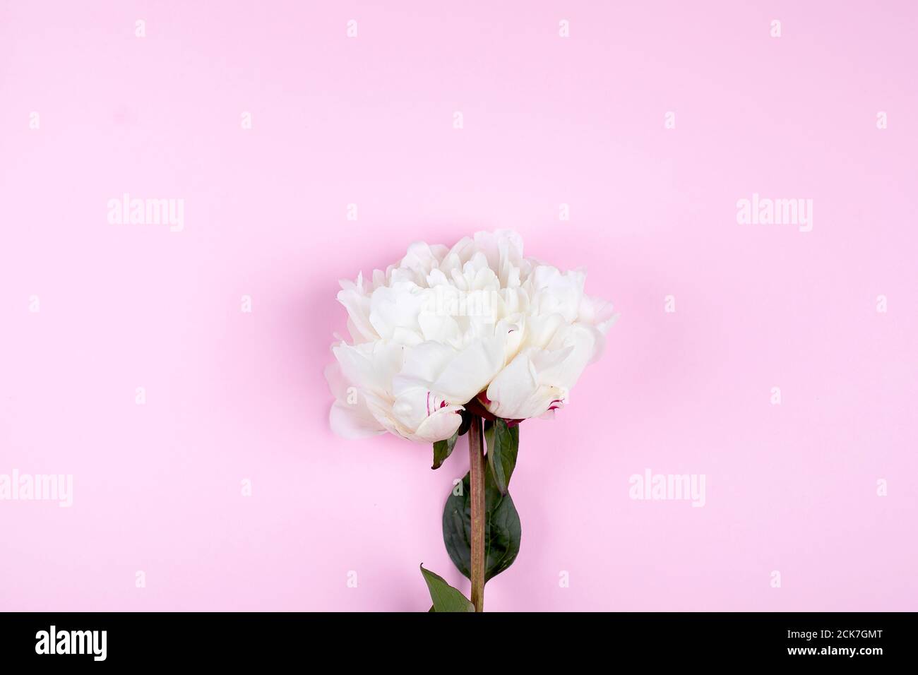 White peon flower on pastel pink background. Minimal background with ...