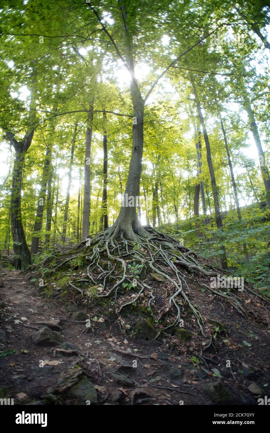 Tree with big roots on a trail in the midwest Stock Photo - Alamy