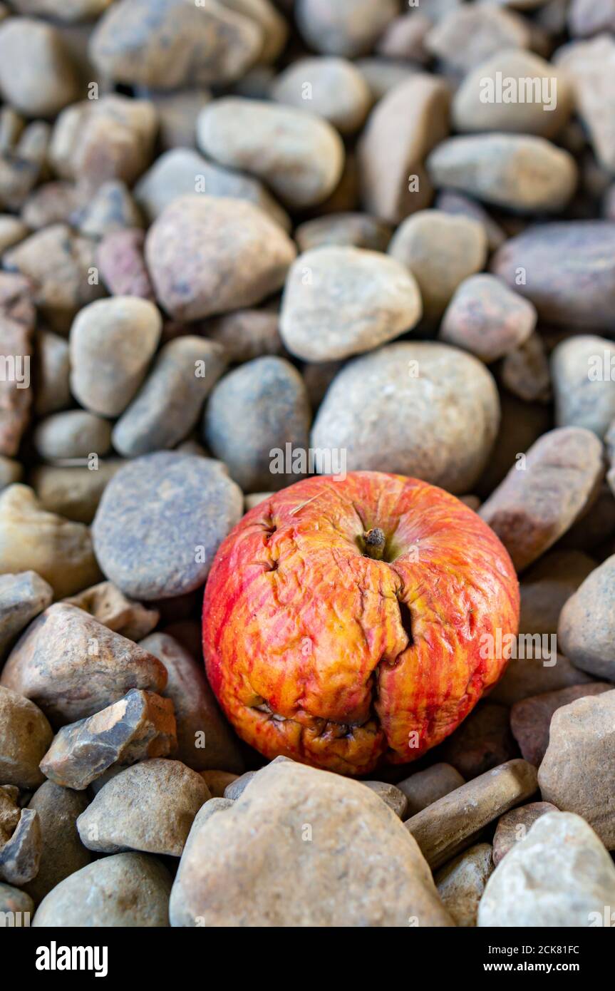 Rotten apple on pebble stones Stock Photo - Alamy
