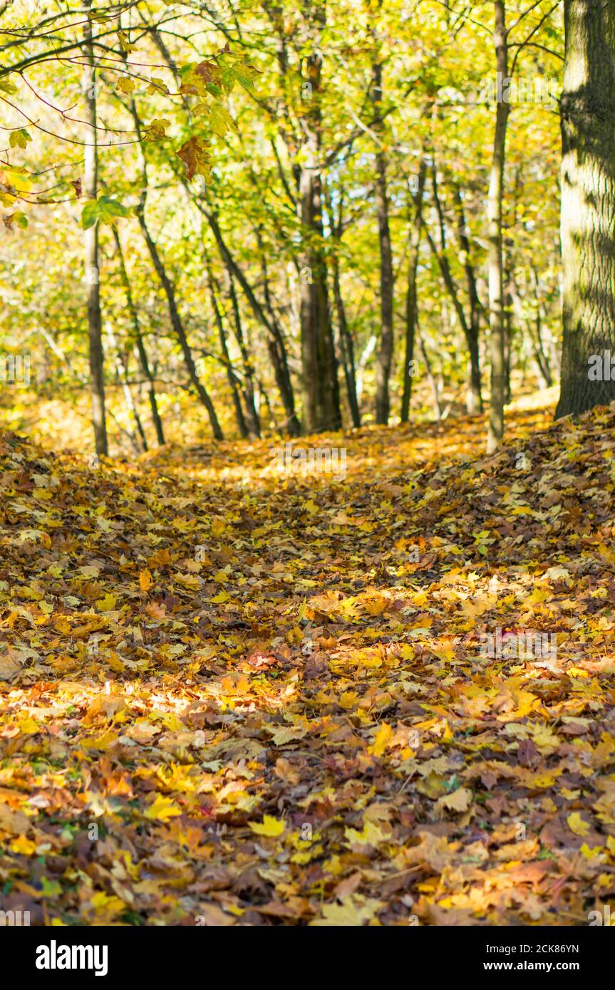 Autumn trees in a forest Stock Photo - Alamy