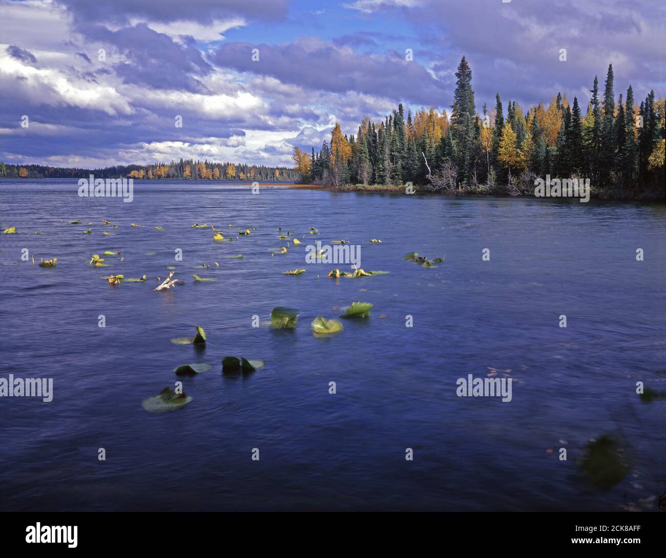 Alaska Kenai Swan Stock Photo - Alamy