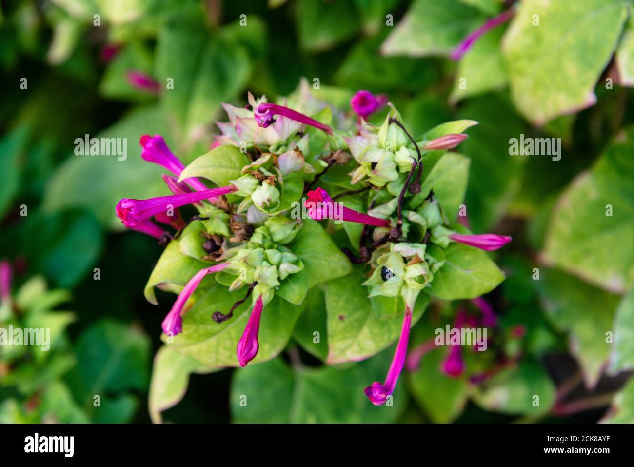 Closeup shot of purple marvel of peru flowers in a garden Stock Photo ...