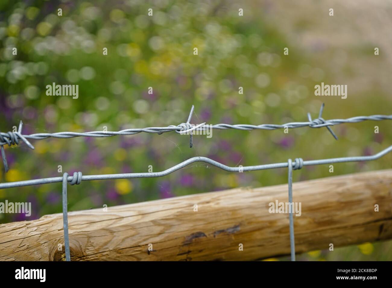 Closeup shot of barbed wires on a blurred background Stock Photo - Alamy