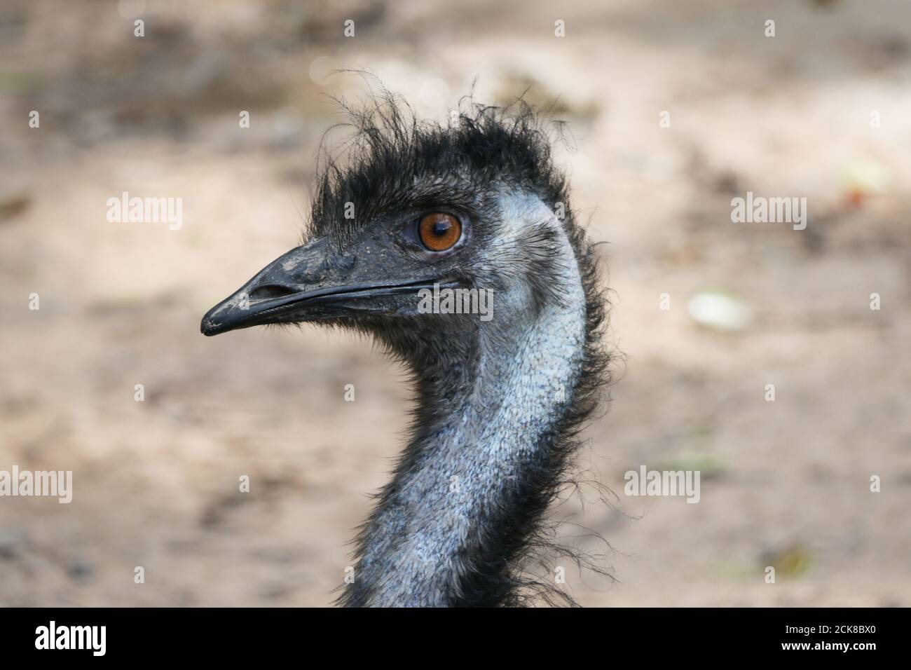 close up of an emu head, The emu is the second-largest living bird by ...