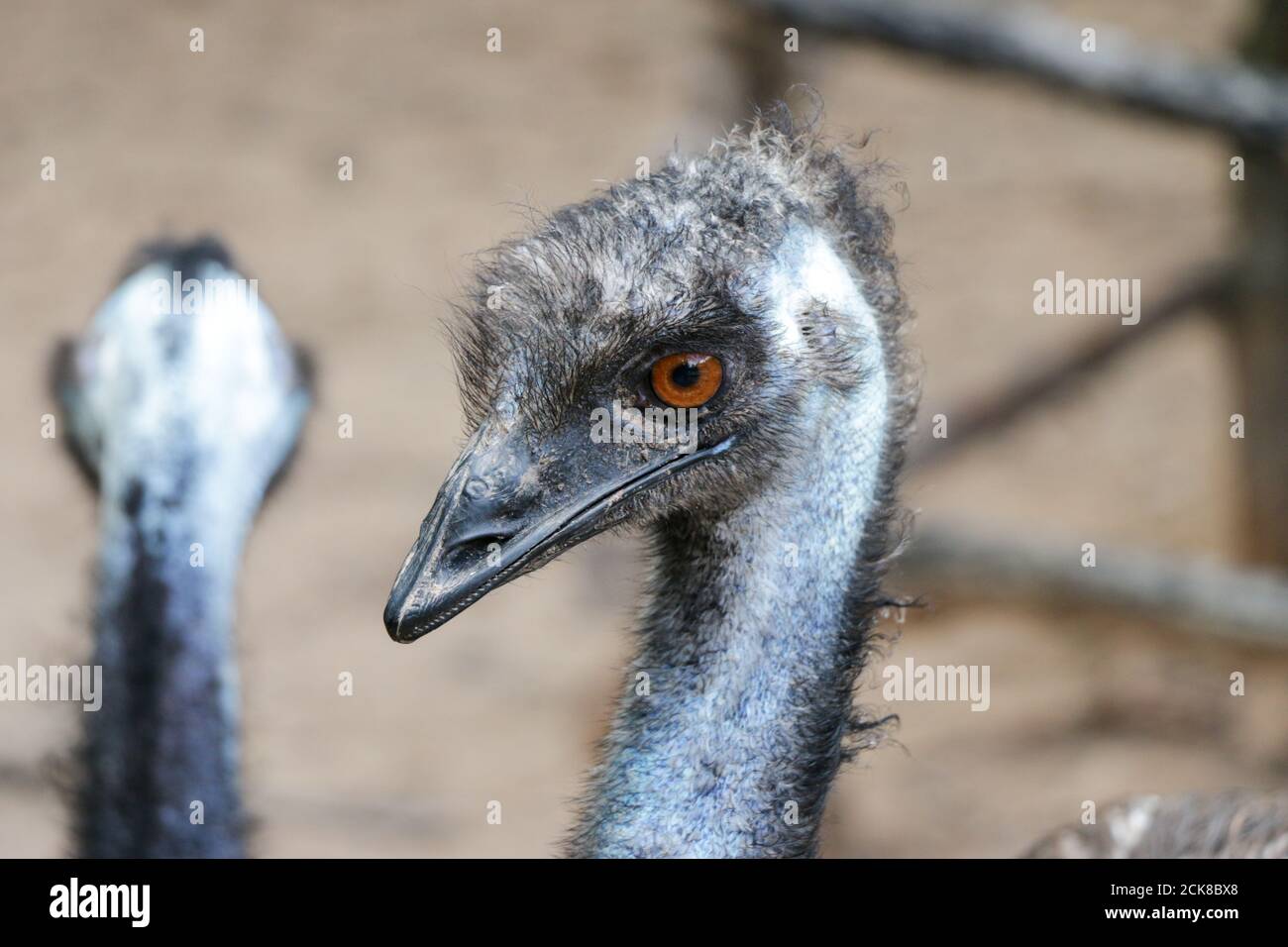 close up of an emu head, The emu is the second-largest living bird by ...