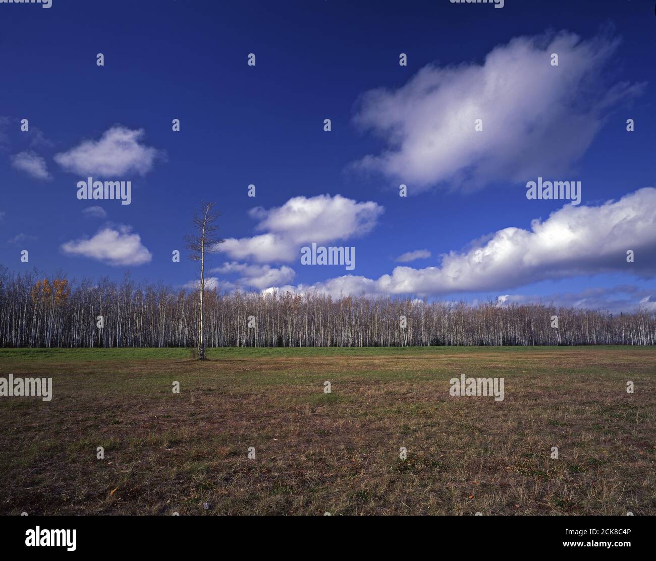 Alaska summer birch forest hi-res stock photography and images - Alamy
