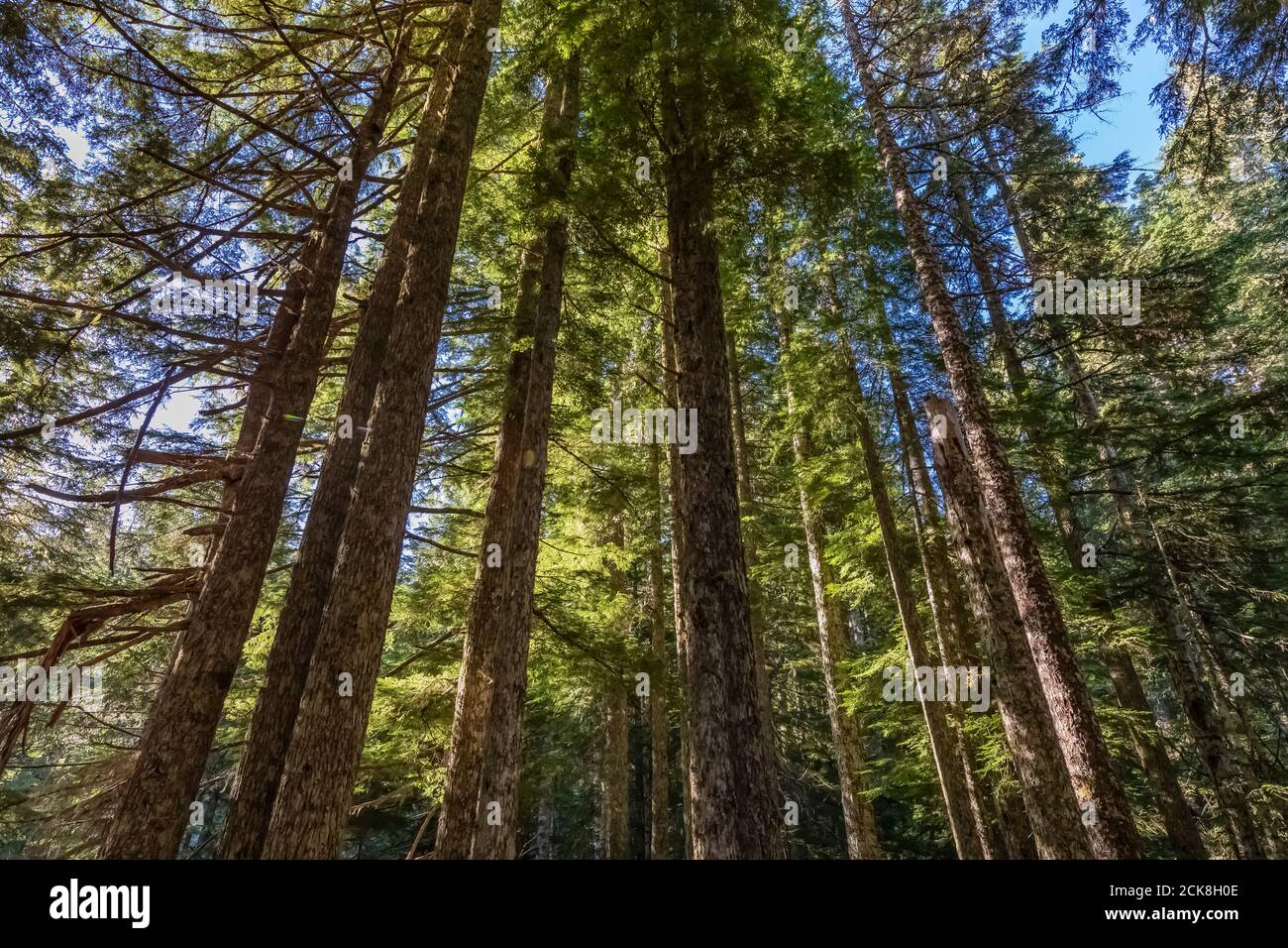 Western Hemlock, Tsuga heterophylla, trees near the start of the ...
