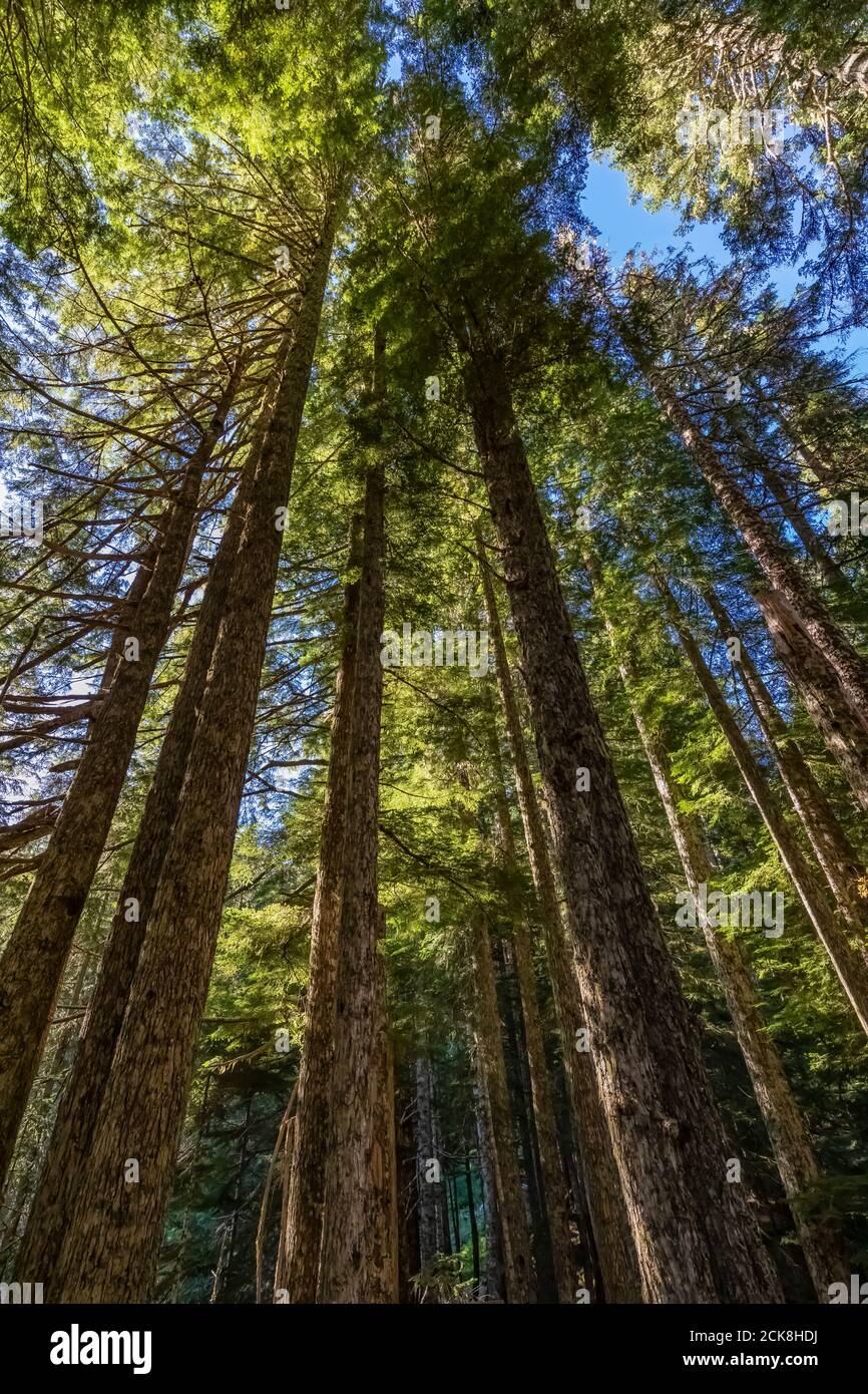 Western Hemlock, Tsuga heterophylla, trees near the start of the ...