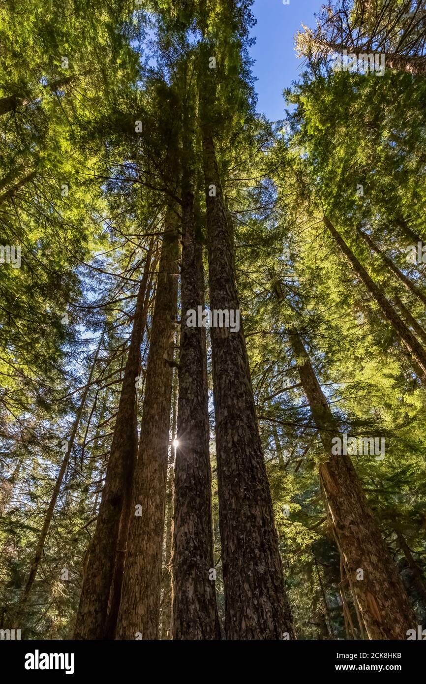 Western Hemlock, Tsuga heterophylla, trees near the start of the ...