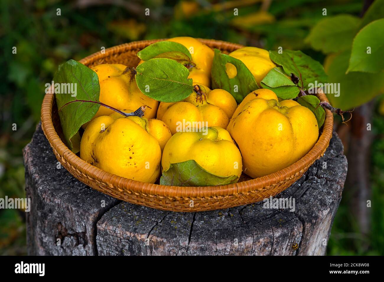 Organic ripe yellow quince fruits in the wicker basket Stock Photo - Alamy