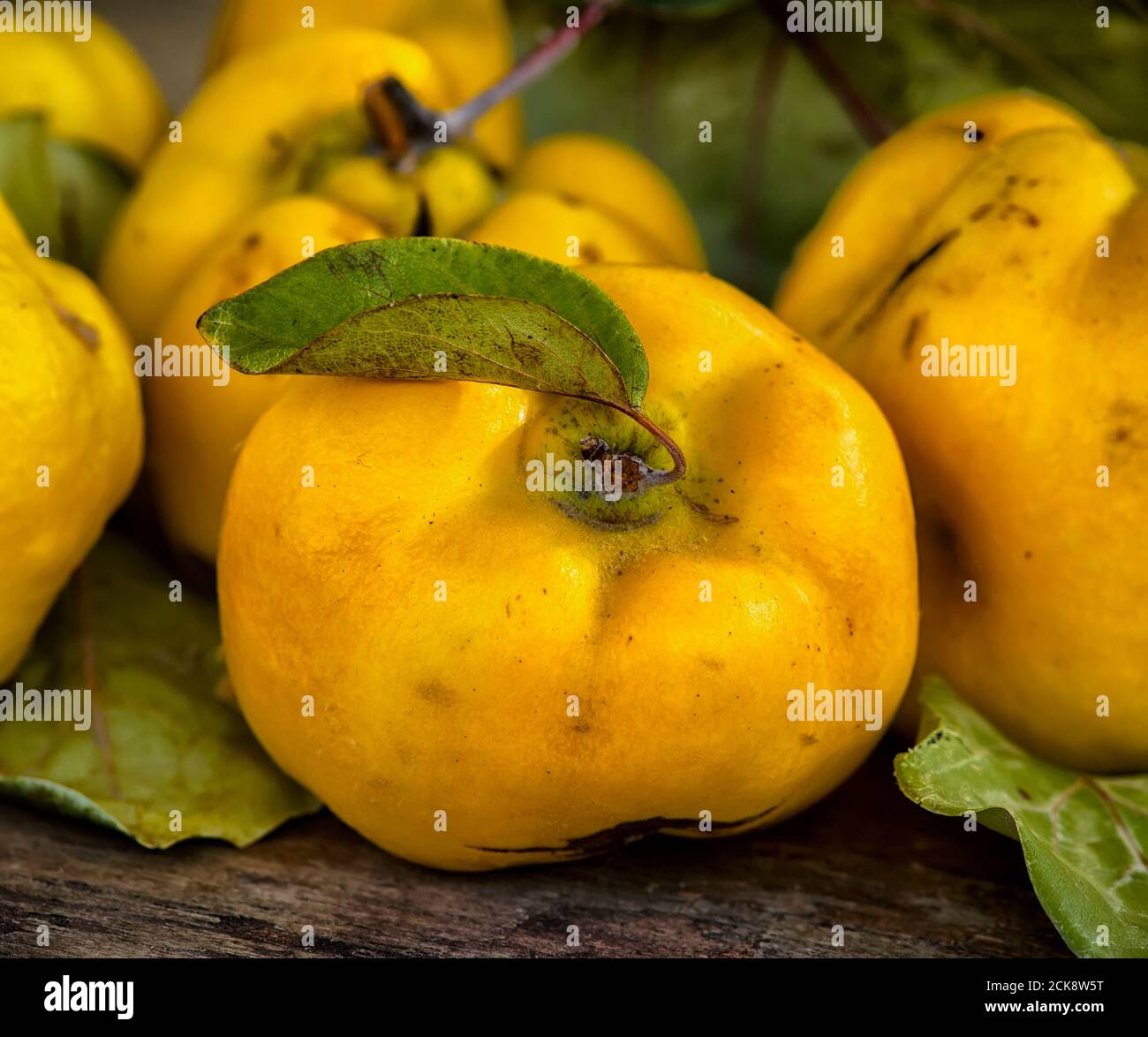 Organic yellow ripe quinces on a rustic wooden table Stock Photo - Alamy