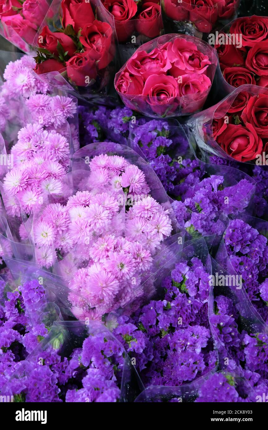 Purple red roses hi-res stock photography and images - Alamy