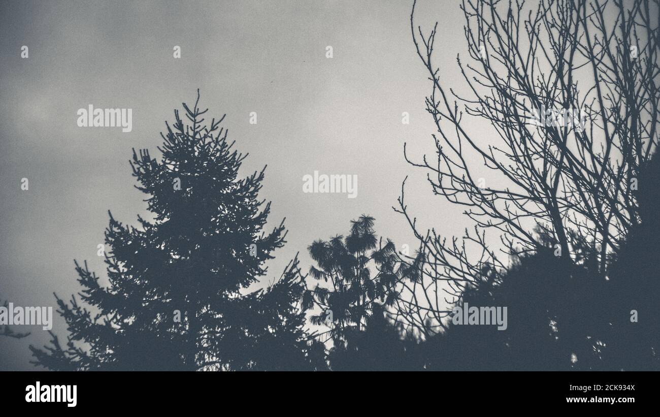 Greyscale shot of the trees in autumn Stock Photo - Alamy