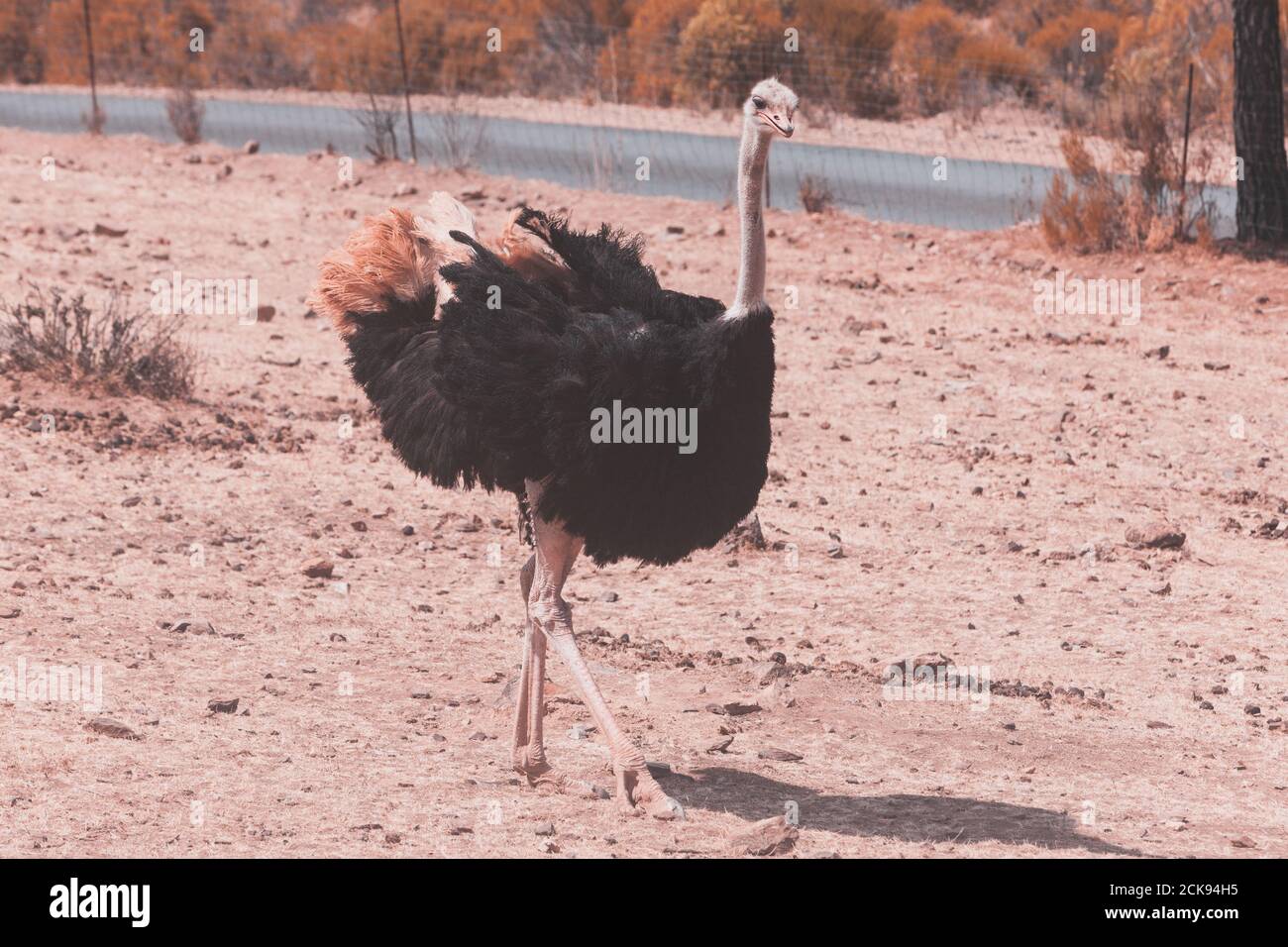 Closeup shot of an ostrich in an arid environment Stock Photo - Alamy