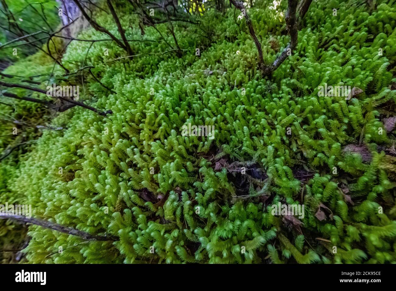 Pipe Cleaner Moss, Rhytidiopsis robusta, growing lushly on forest floor ...