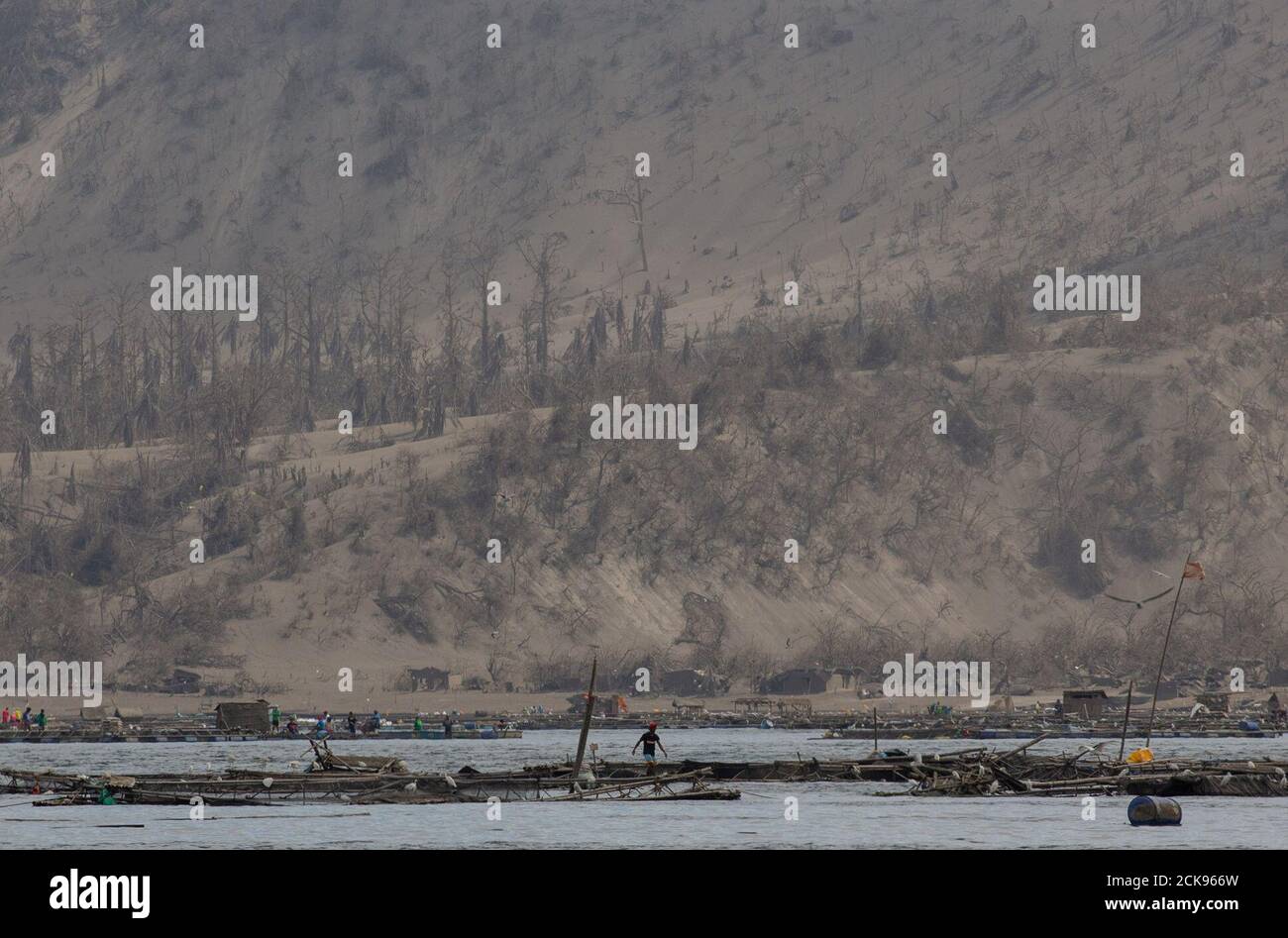 Taal Trees High Resolution Stock Photography and Images - Alamy