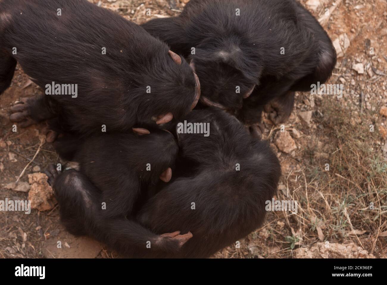 Baby chimpanzee playing hi-res stock photography and images - Alamy