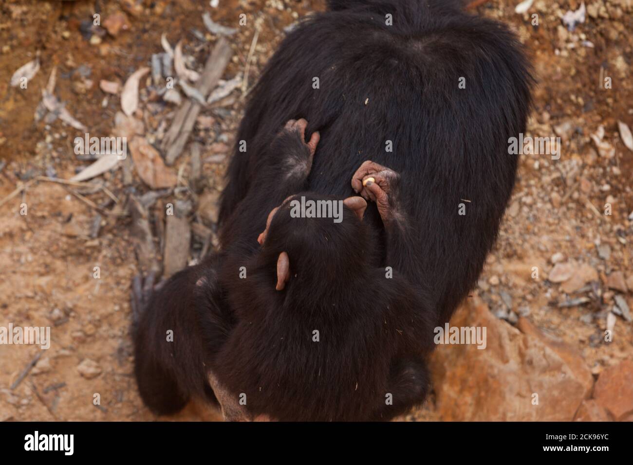 Closeup shot beautiful chimpanzee hi-res stock photography and images ...