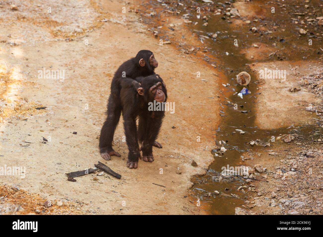 Chimpanzee baby on back hi-res stock photography and images - Alamy