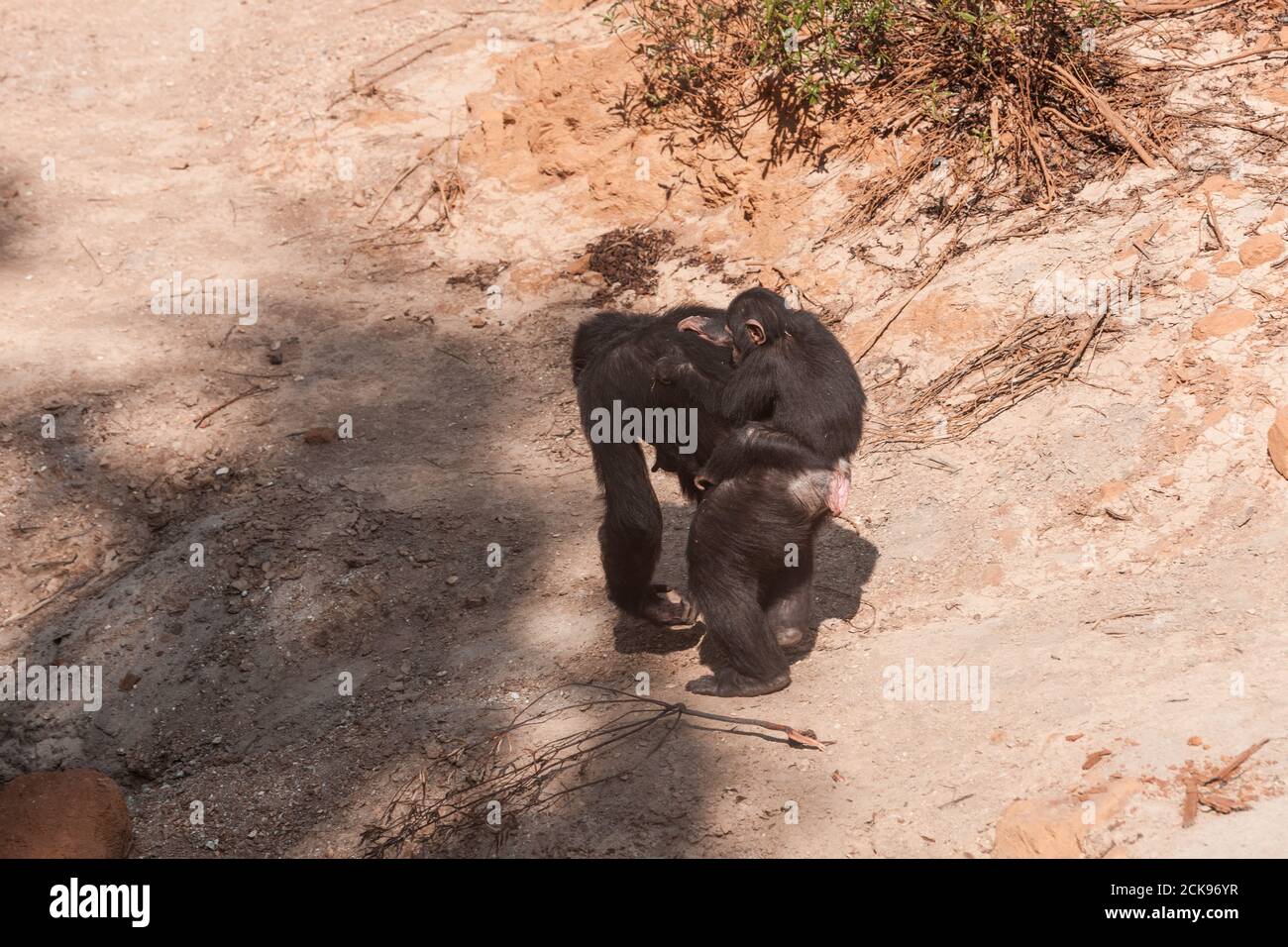 Chimpanzee baby on back hi-res stock photography and images - Alamy