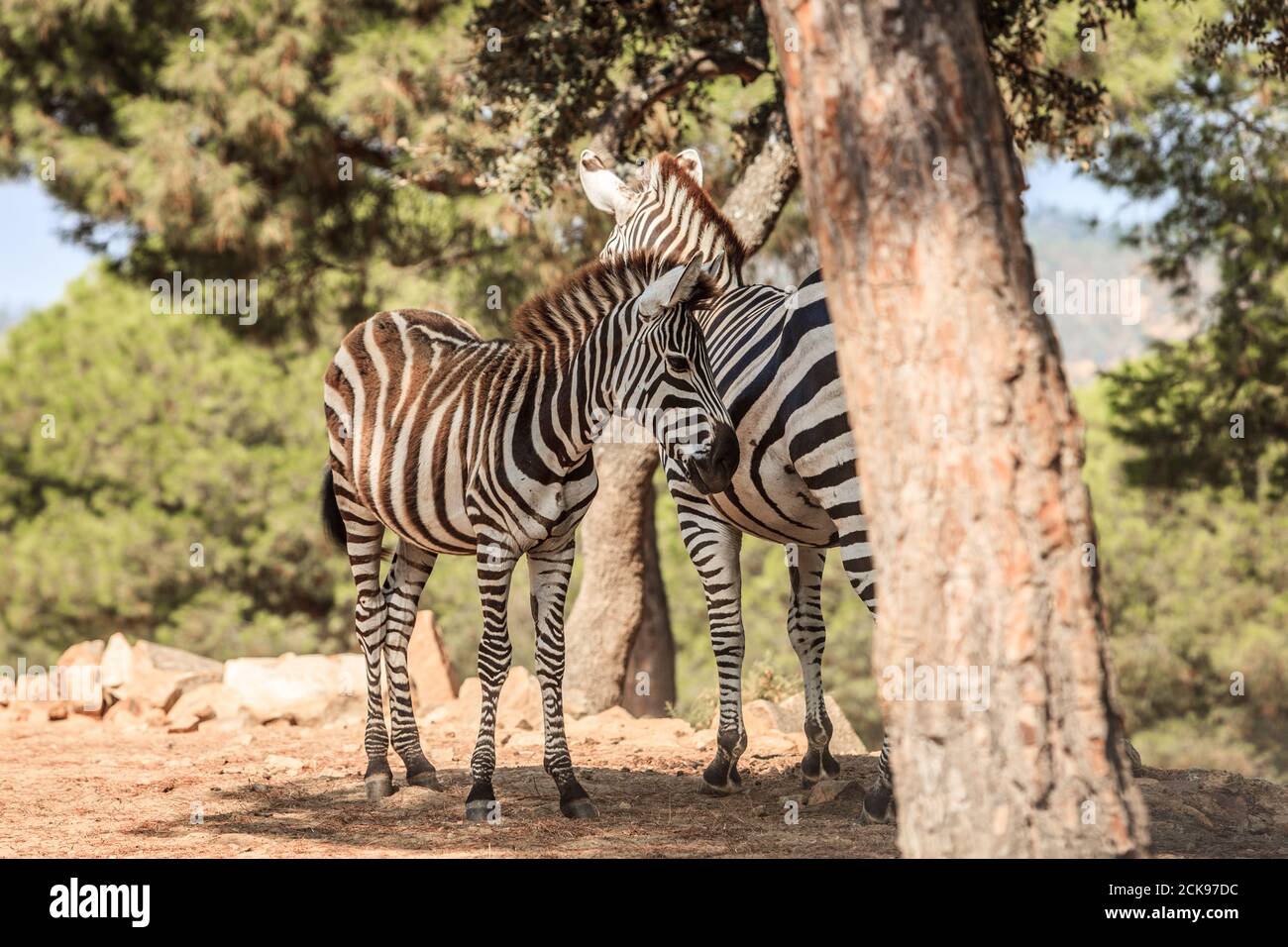 Beautiful shot zebra grazing hi-res stock photography and images - Alamy