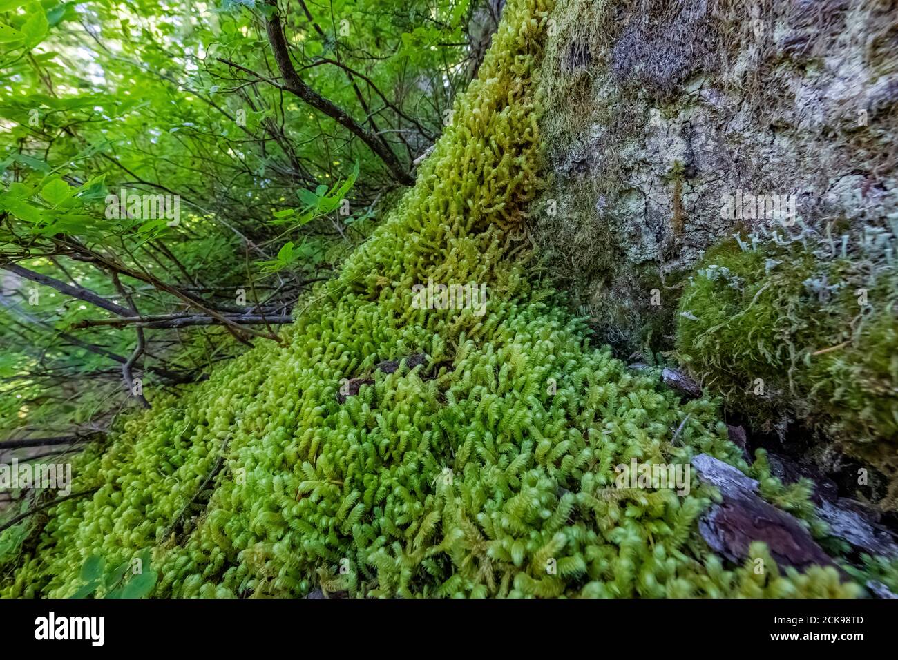 Pipe Cleaner Moss, Rhytidiopsis robusta, growing lushly on forest floor ...