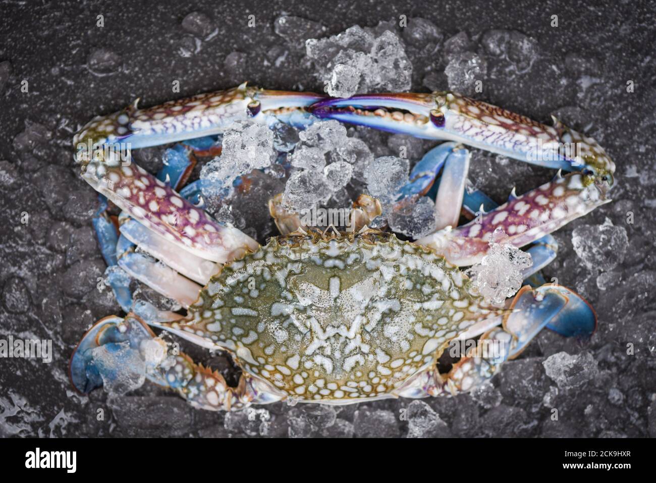 Seafood crab on ice / Fresh raw Blue Swimming Crab ocean gourmet with ...