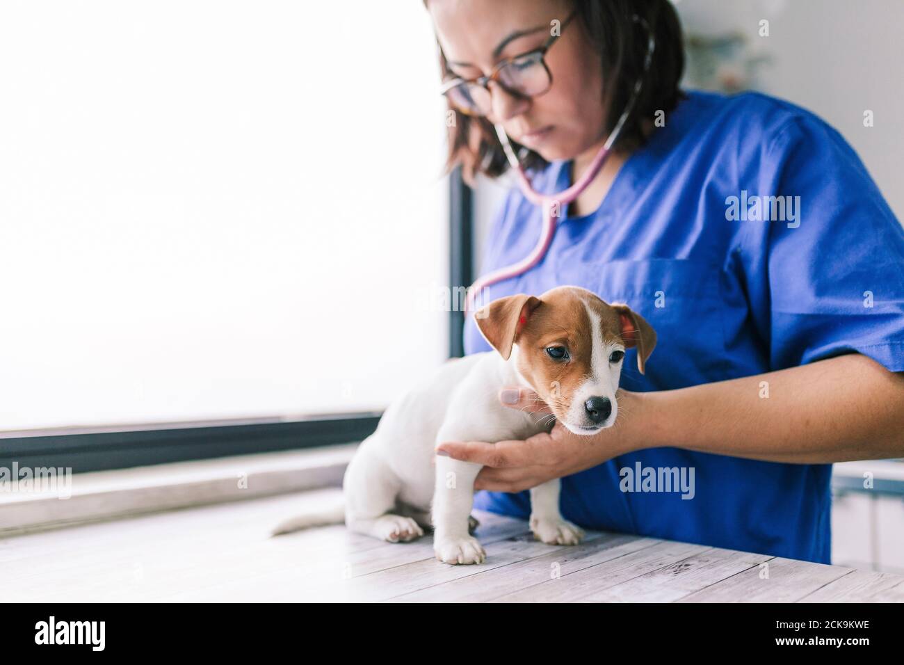 Veterinary listening to a jack russell terrier puppy Stock Photo - Alamy