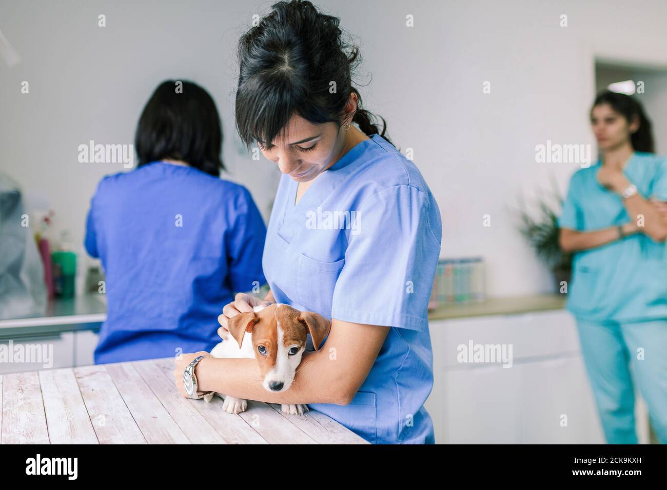 Veterinary with a dog for a review in the clinic Stock Photo - Alamy
