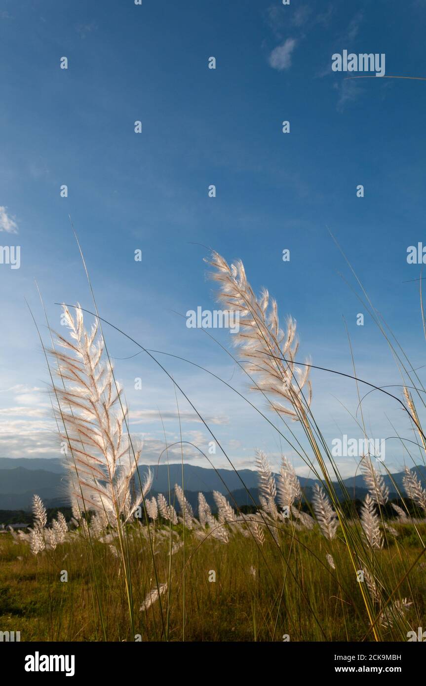 Growing rye field cereal crop hi-res stock photography and images - Alamy