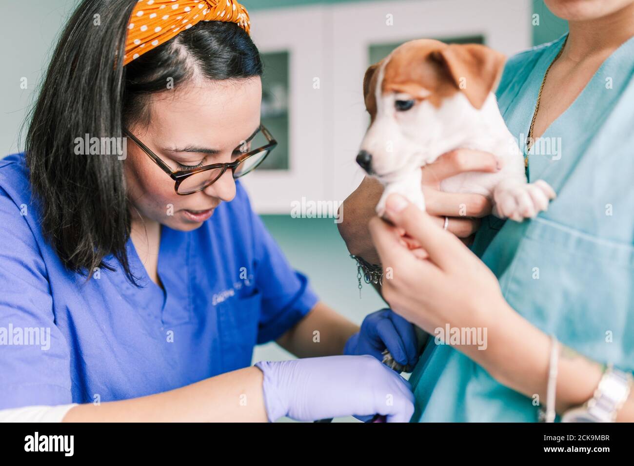 Veterinary with a dog for a review in the clinic Stock Photo - Alamy