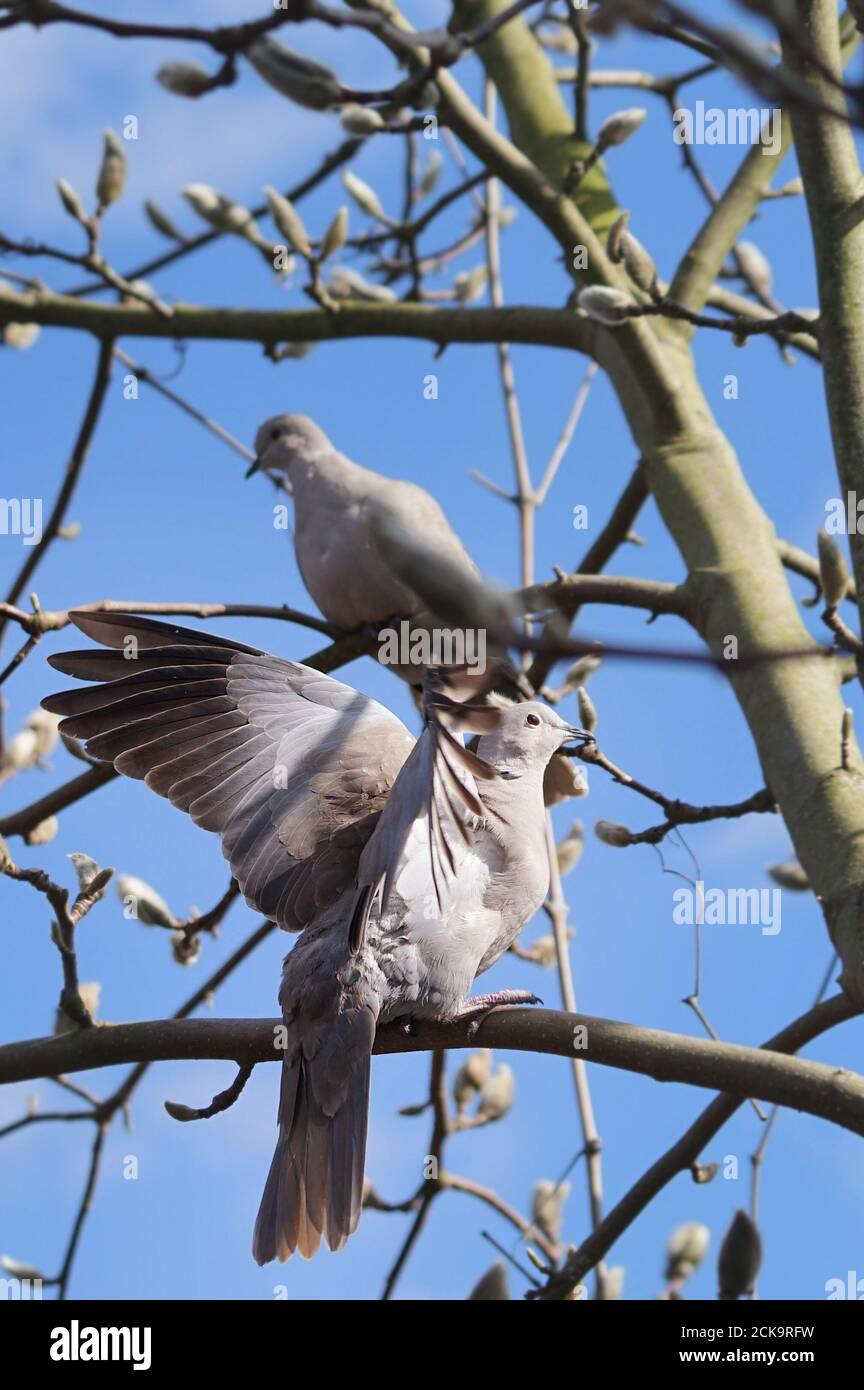 Collared dove flying flight hi-res stock photography and images - Alamy