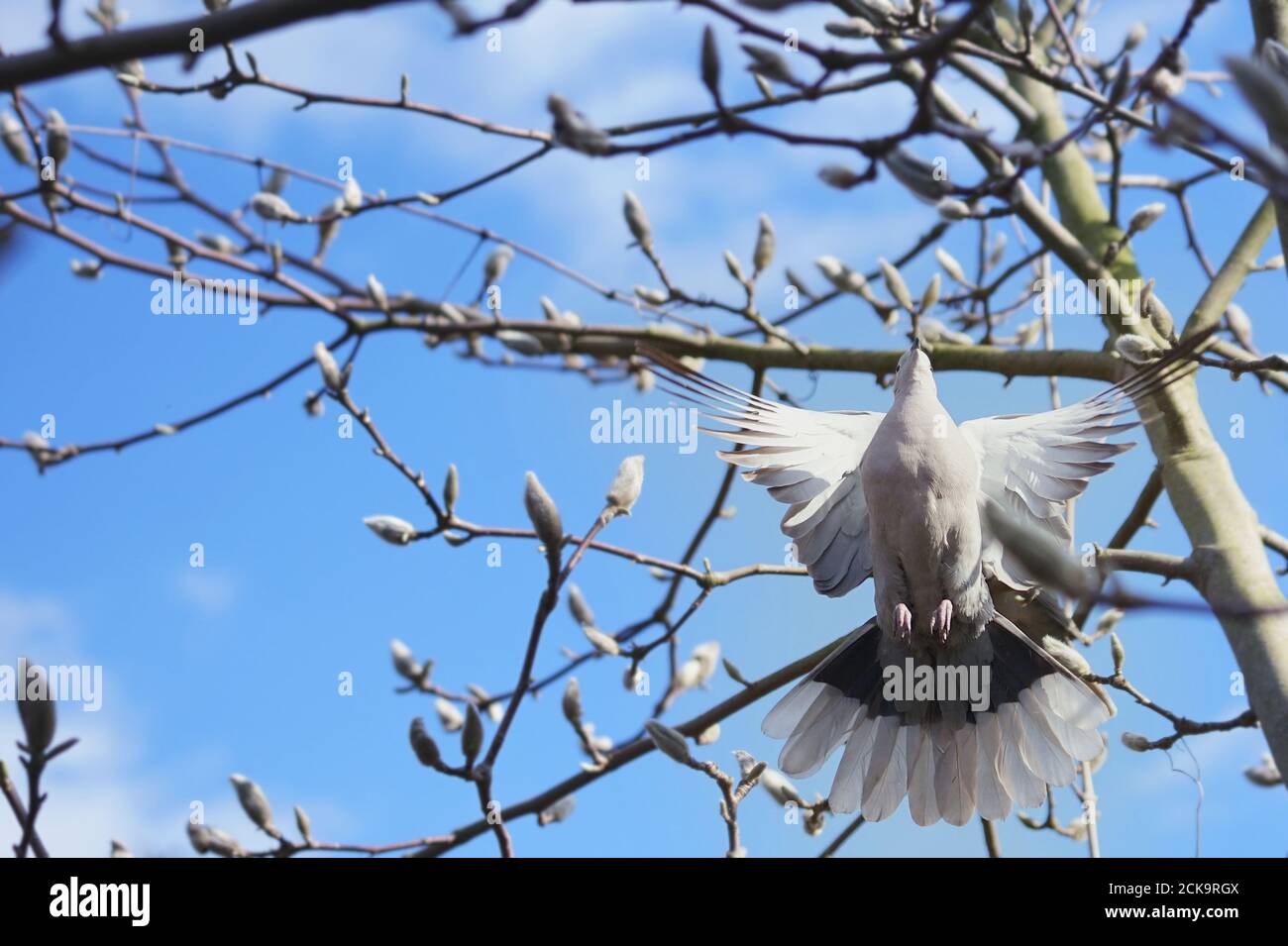 Eurasian collared dove (Streptopelia decaocto) in flight Stock Photo ...