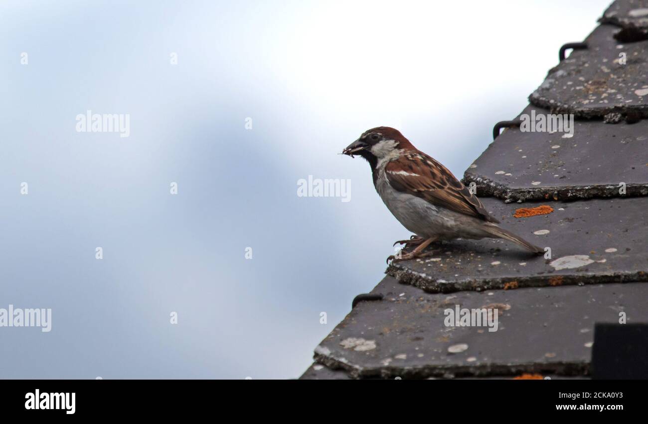 Sparrow with an insect in it's beak, standing on a roof Stock Photo - Alamy