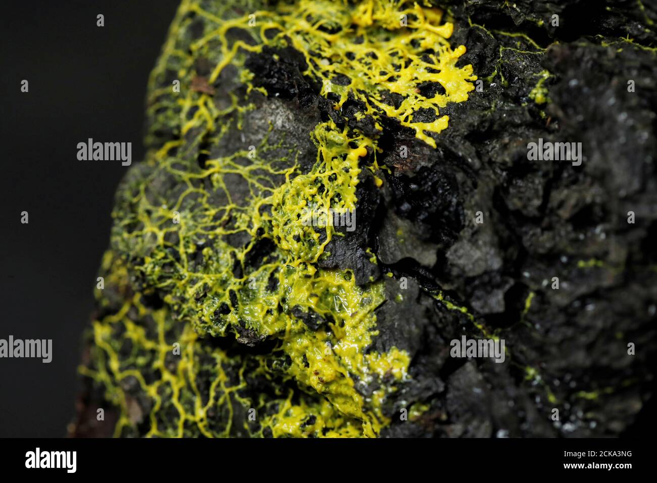 Blob physarum polycephalum hi-res stock photography and images - Alamy