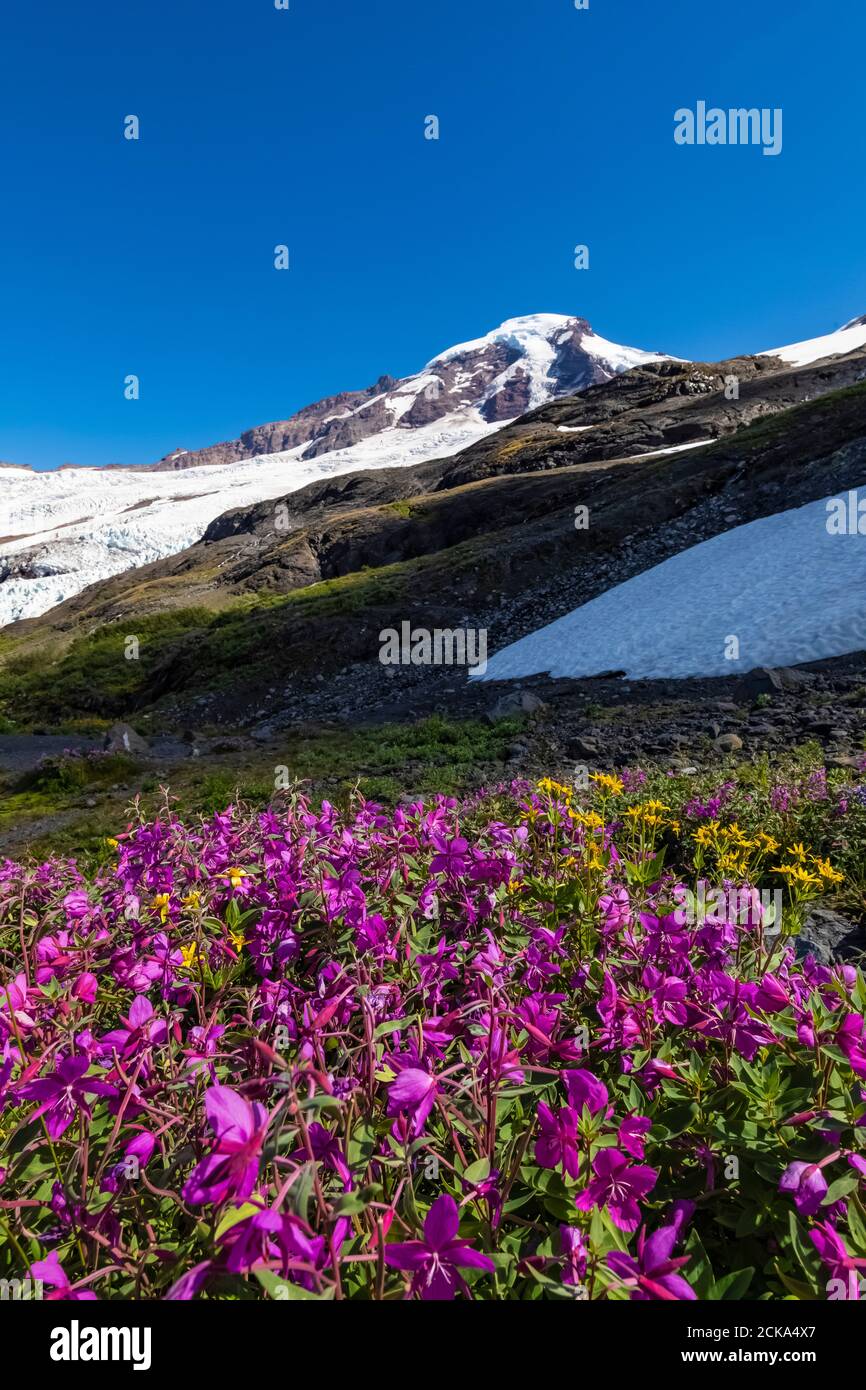 Alpine Fireweed, Chamaenerion latifolium, in alpine habitat with Mount ...