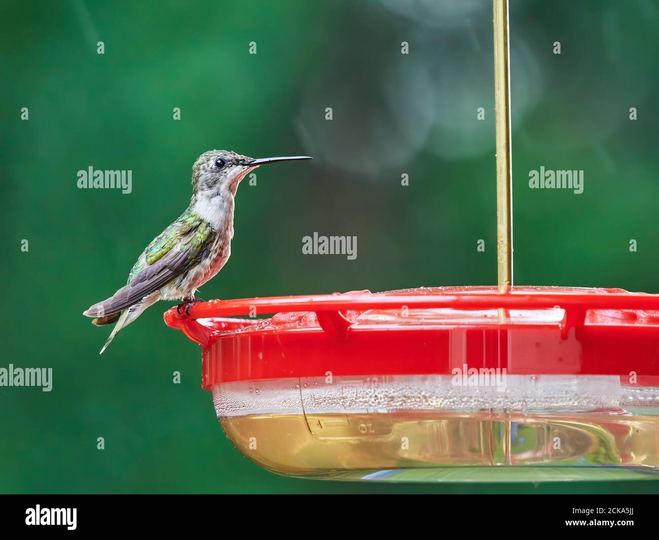 Closeup shot of a hummingbird Stock Photo - Alamy