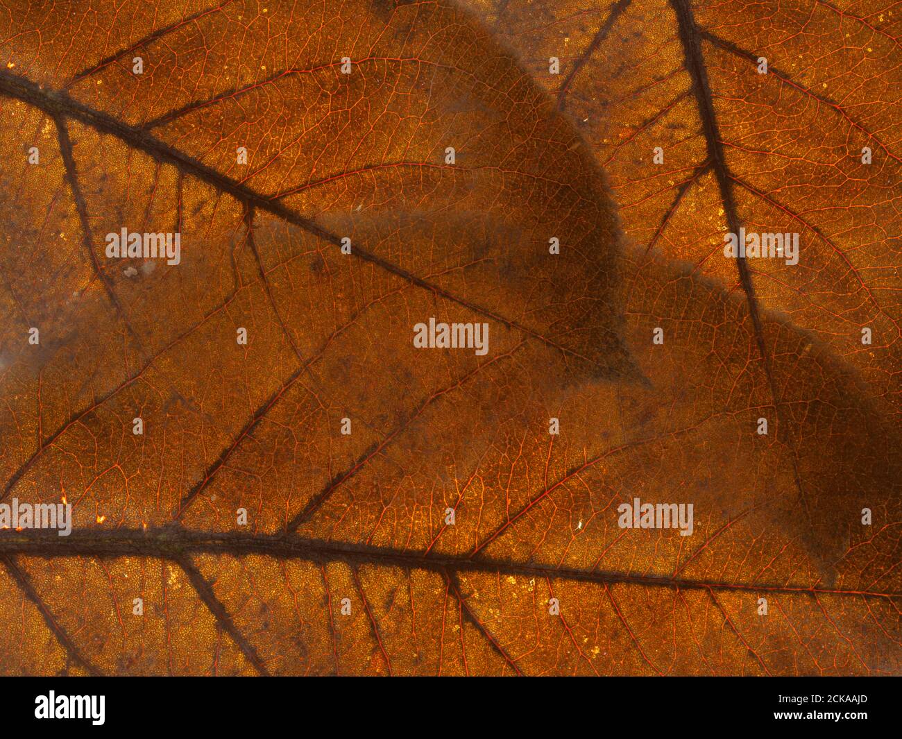 brown autumn leaves. background for design Stock Photo - Alamy